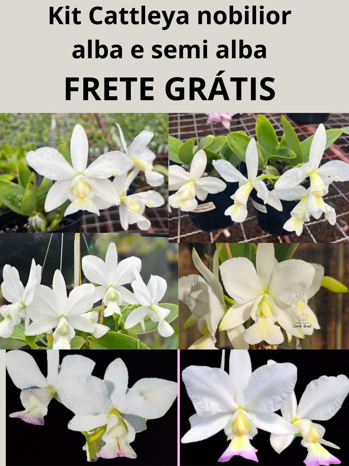 Kit Nobilior - Alba e Semi alba - ORQUIDÁRIO AZEVEDO