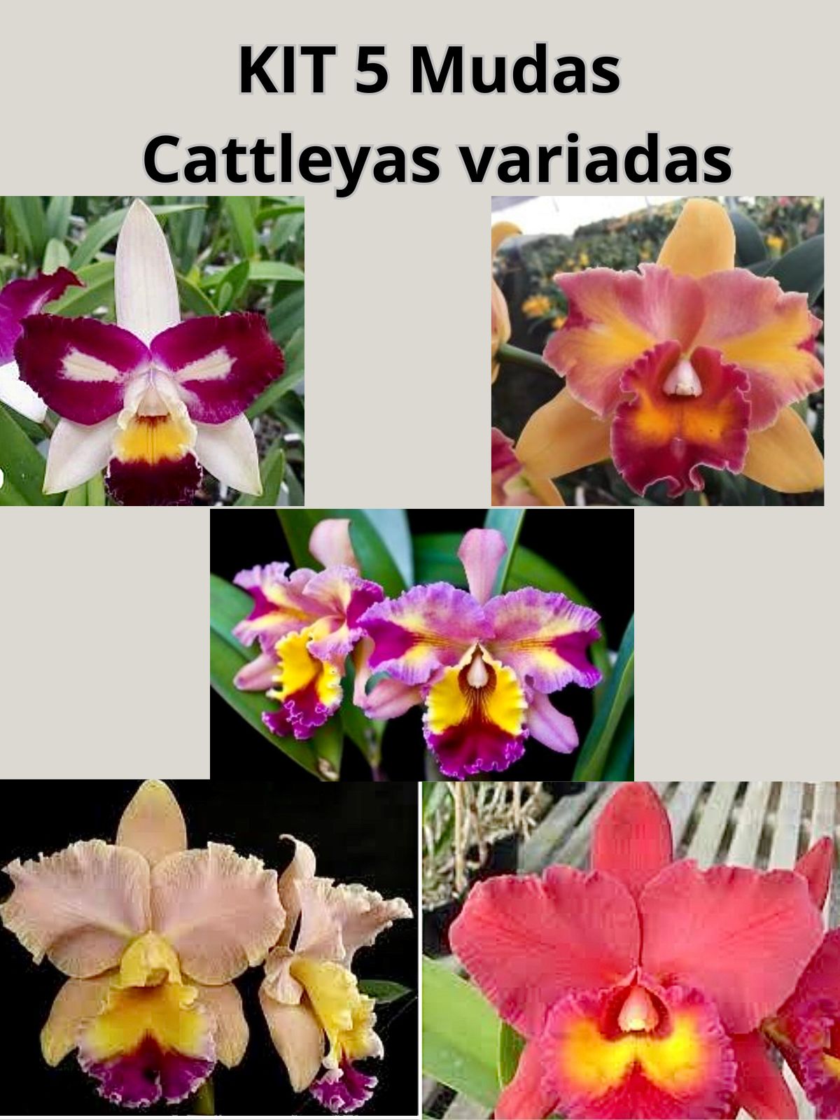 Kit 5 mudas Cattleyas Vaso 5 - ORQUIDÁRIO AZEVEDO