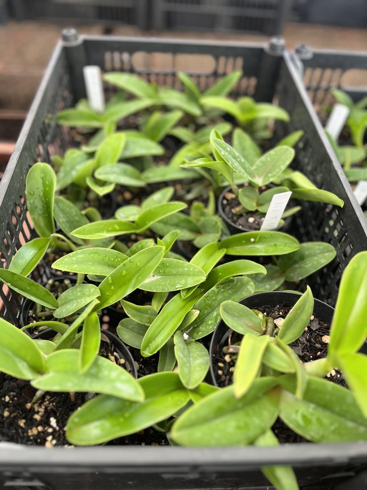 Comprar Seedlings (mudas) de Cattleya nobilior - HA 33 (Labeludo x WWC ...