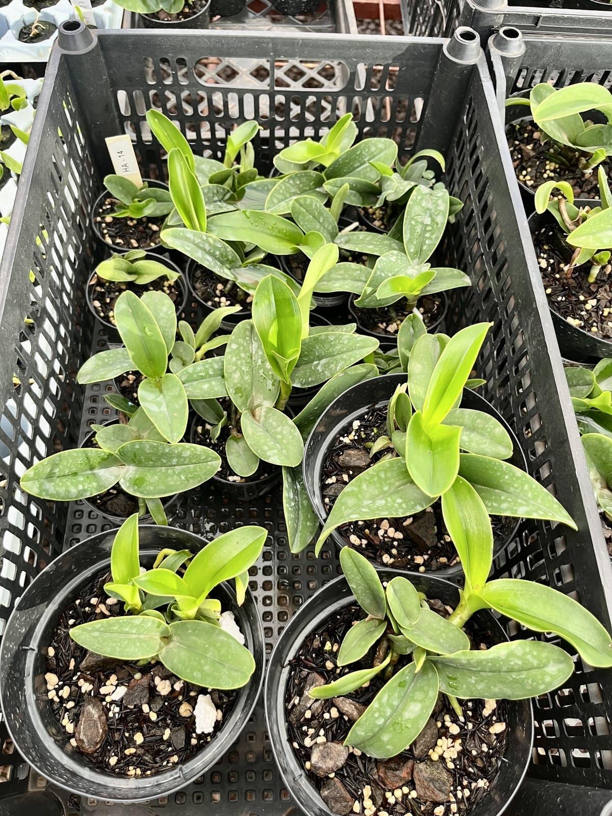 Comprar Seedlings (mudas) de Cattleya nobilior - HA 31 (Bárbara x ...