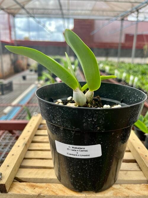 Comprar Orquídeas