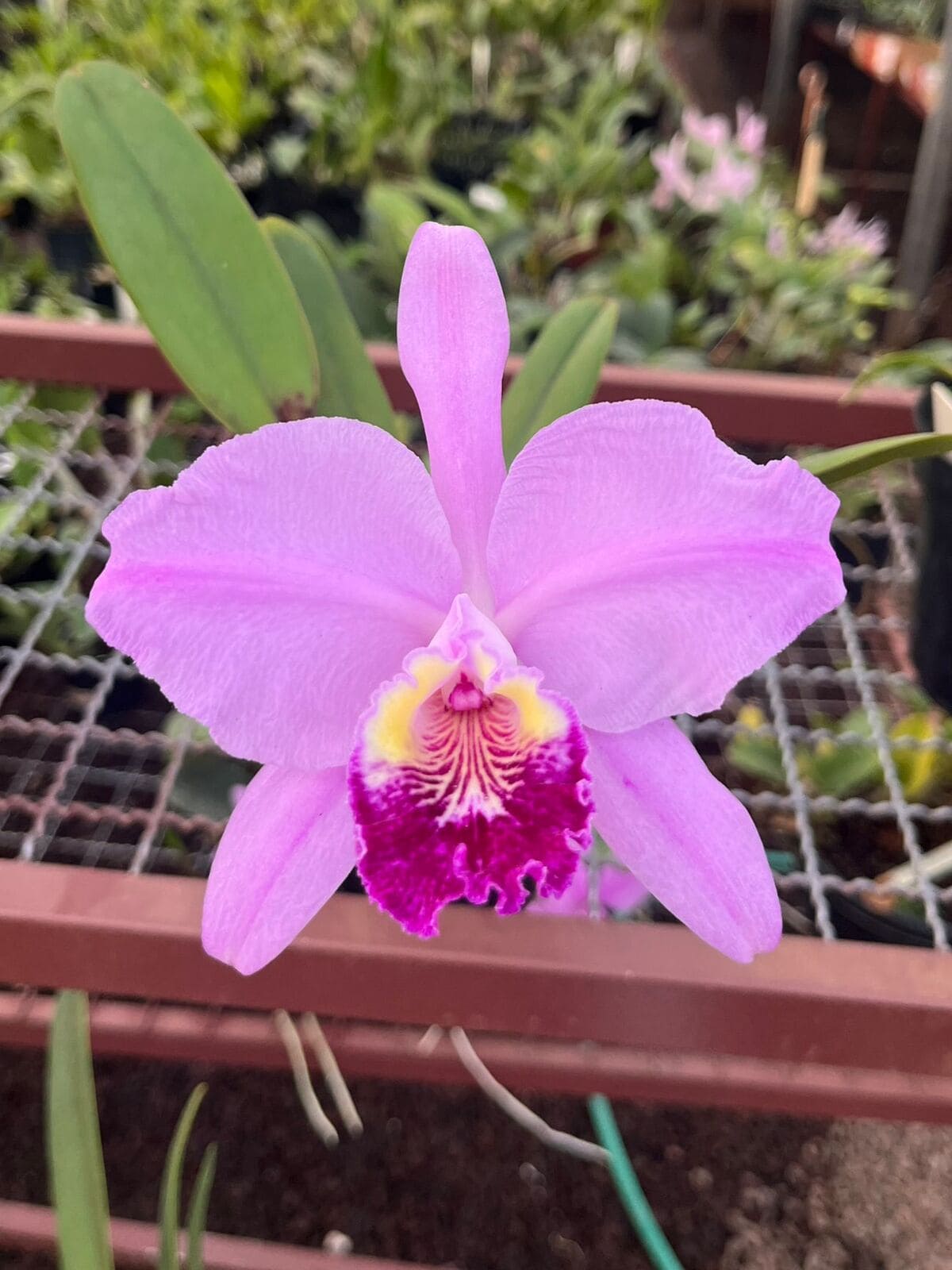 Comprar Cattleya lueddemanniana flâmea Arroyo - a partir de R$47,50