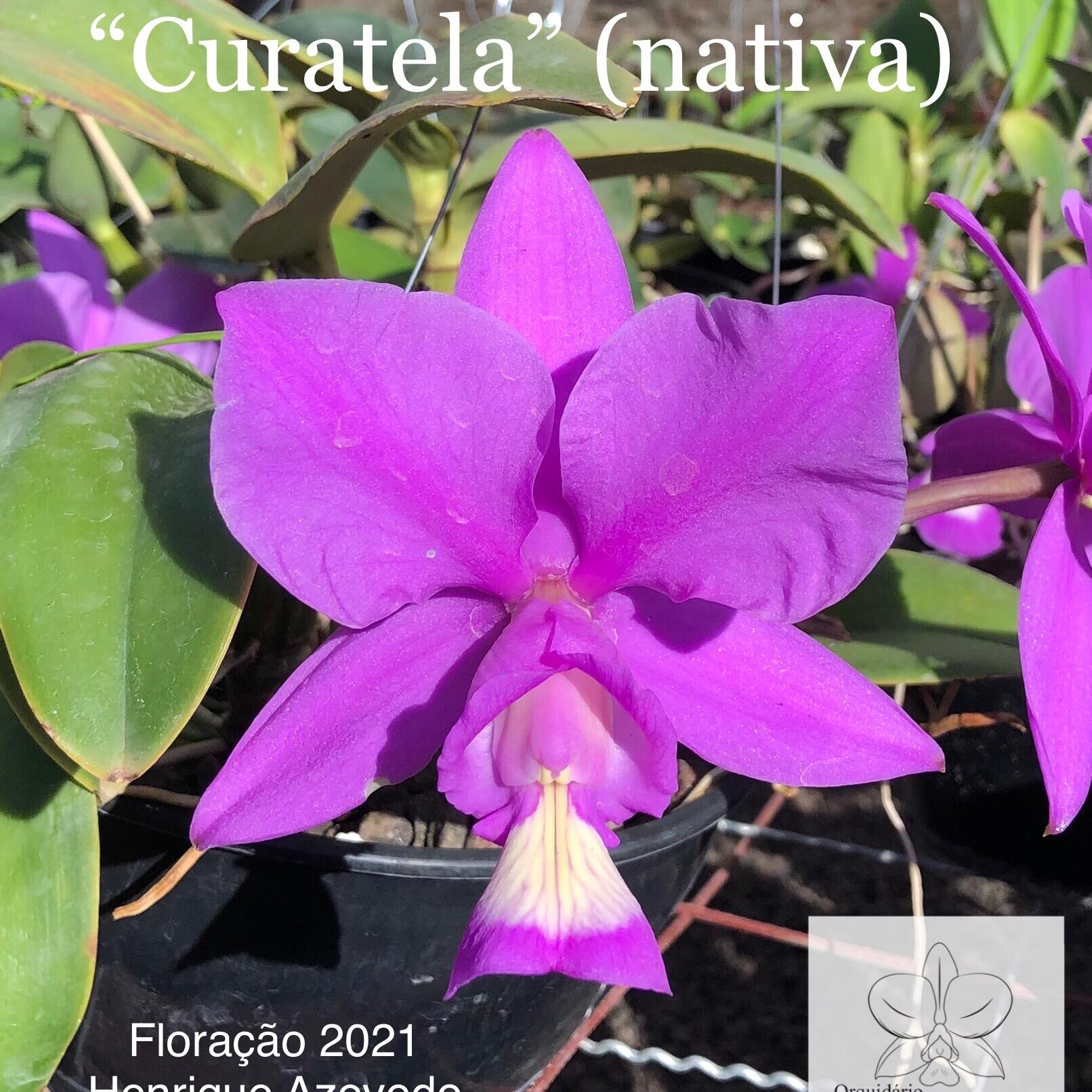 Comprar Orquídea - Seedlings (mudas) de Cattleya nobilior - HA 18 ...