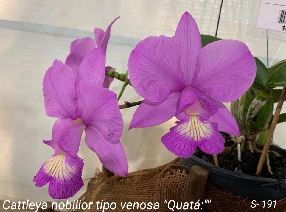 Comprar Orquídea - Seedlings (mudas) de Cattleya nobilior - HA 40 (WWC x Venosa Quatá) - a ...