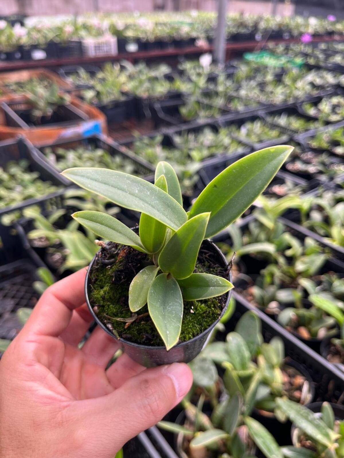 Comprar Seedlings (muda) de Cattleya nobilior Alba x Self - a partir de ...