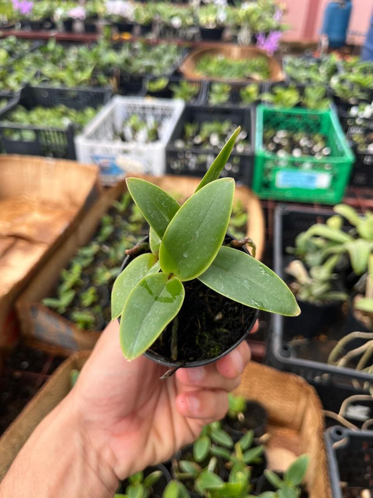 Comprar Seedlings (mudas) Cattleya nobilior Alba São Vicente x Alba ...
