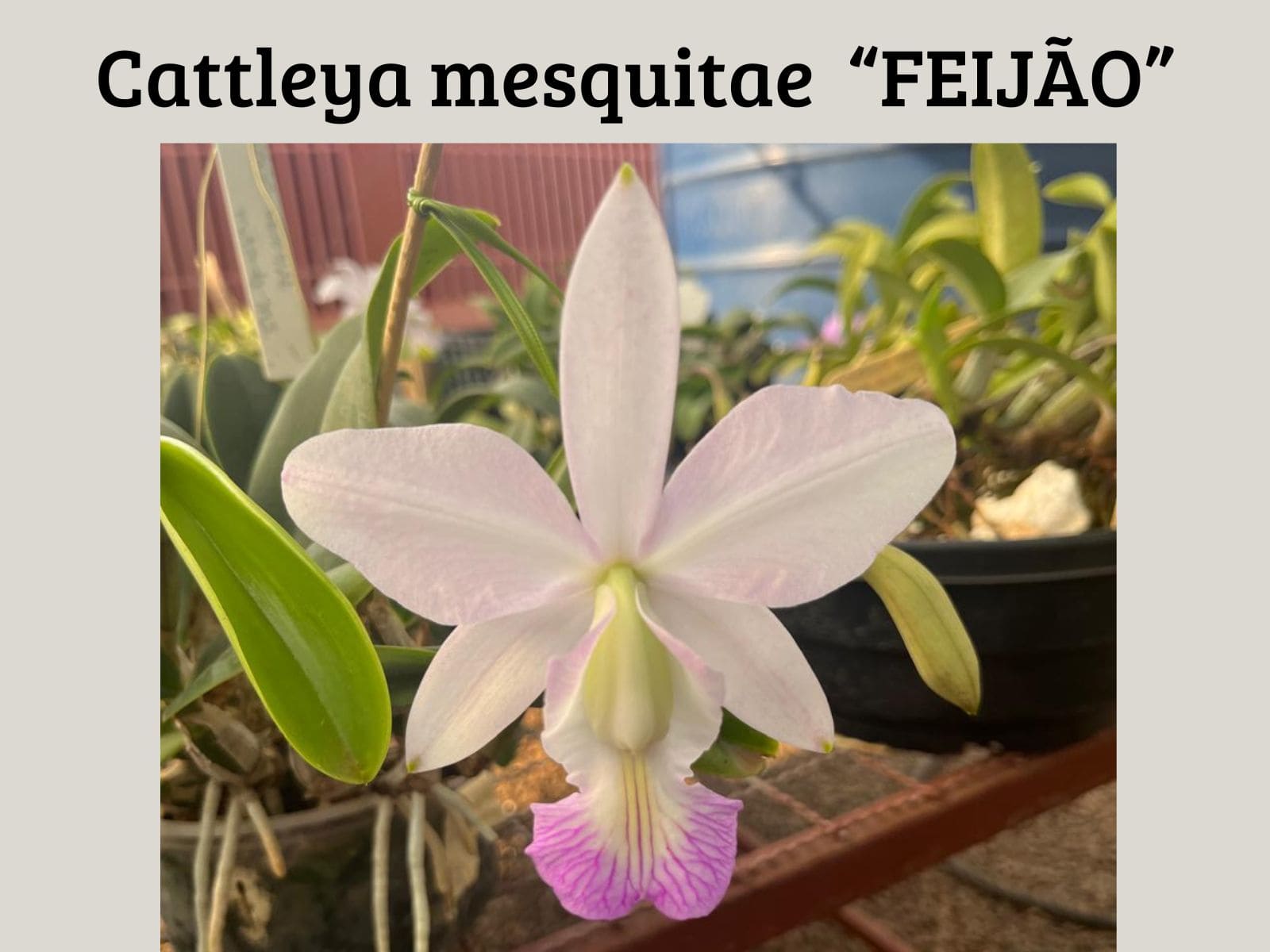 Comprar Divisão Cattleya Mesquita "FEIJÃO" - a partir de R$950,00 ...