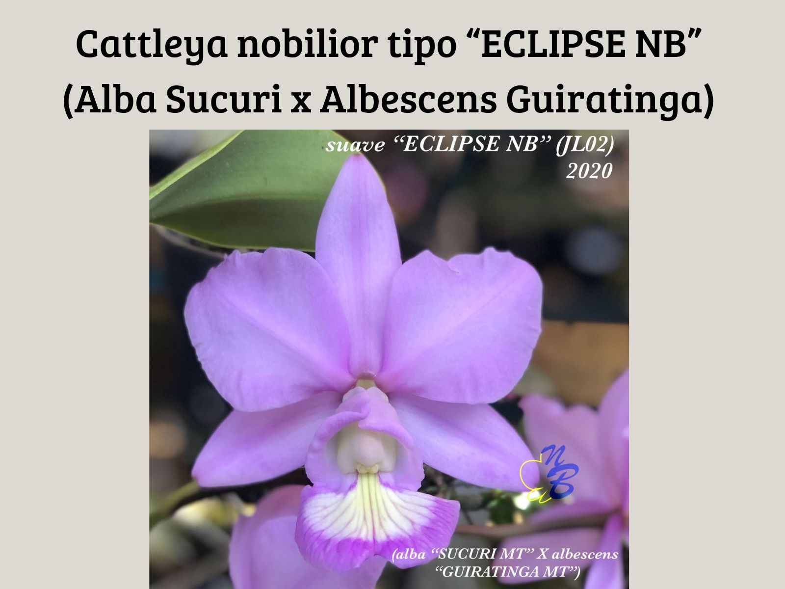 Comprar Divisão/Corte - Cattleya nobilior tipo "ECLIPSE NB" - a partir de R$475,00 - ORQUIDÁRIO ...