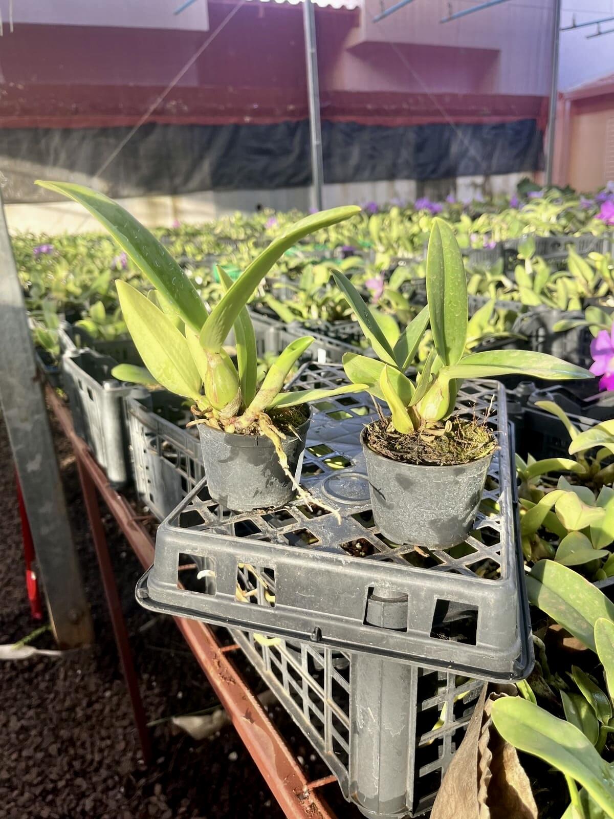 Comprar Seedlings (mudas) de Cattleya nobilior Alba J2 x BV - a partir ...