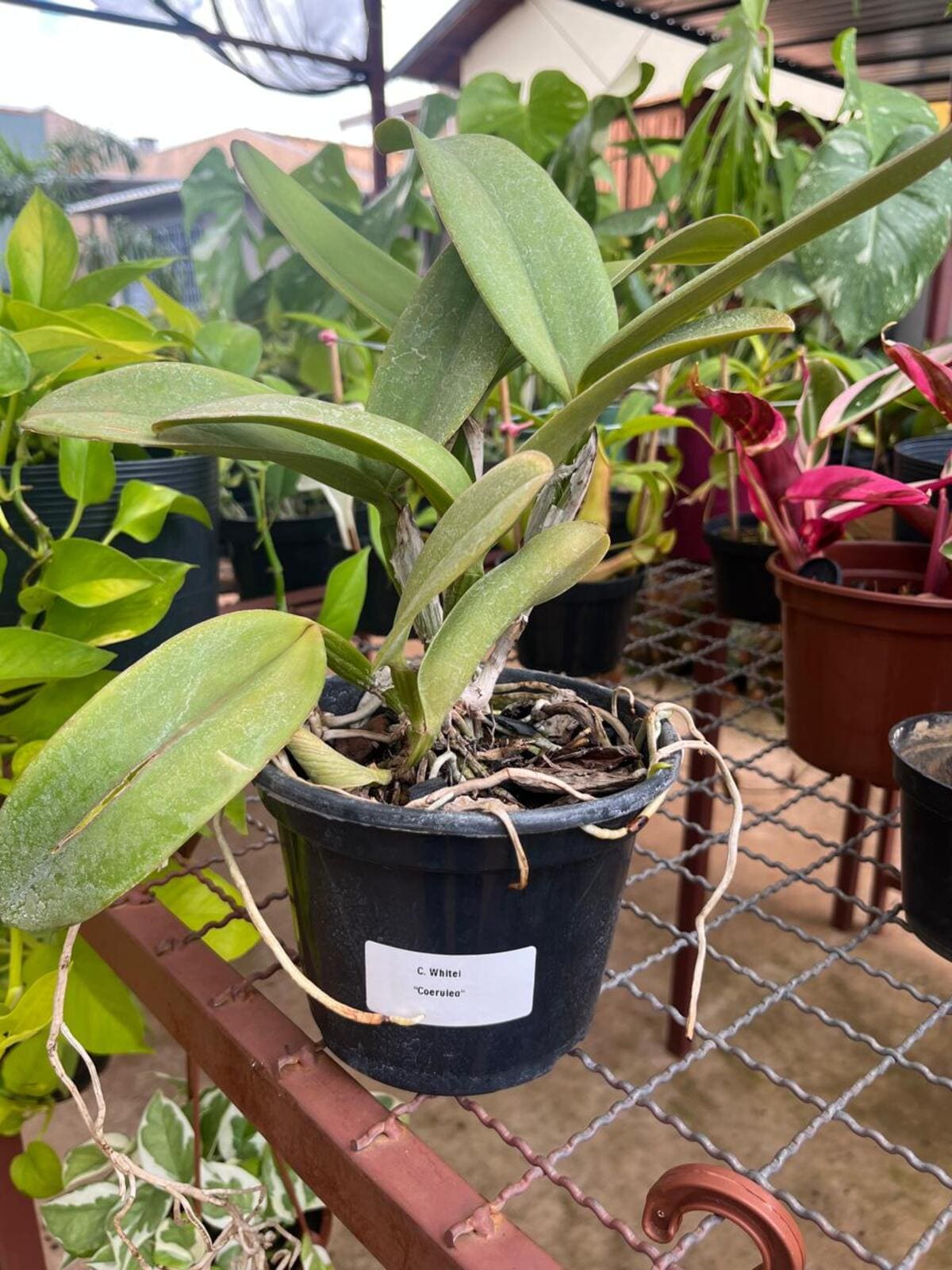 Comprar Cattleya Whitei coerulea - a partir de R$52,25