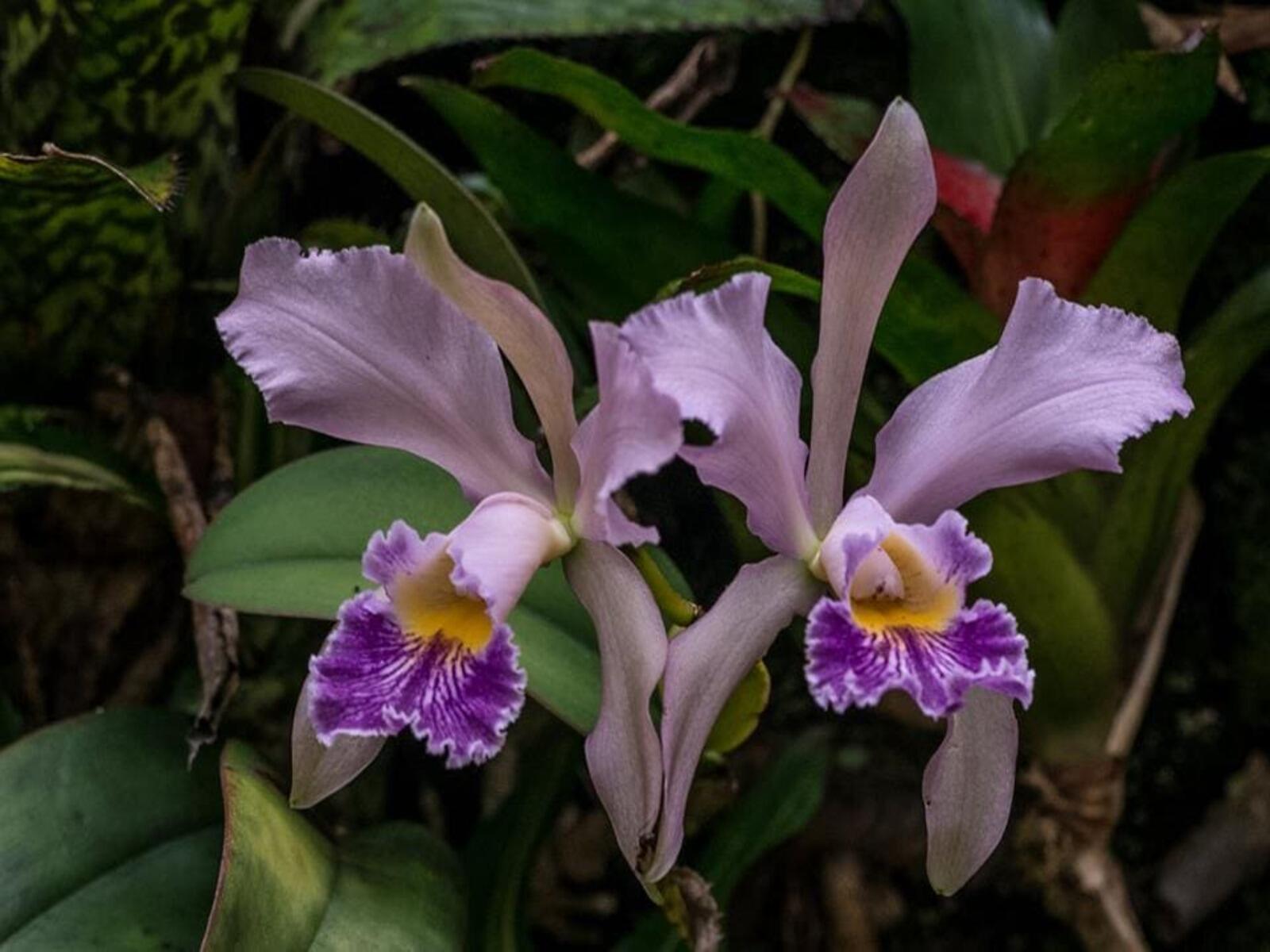 Comprar Cattleya Whitei coerulea - a partir de R$52,25
