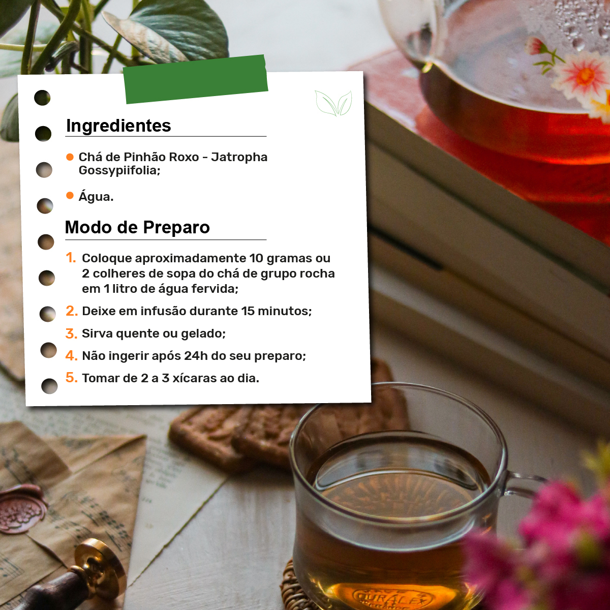 Chá de Pinhão Roxo Jatropha gossypiifolia A Granel - de R$9,87 a R$147 ...