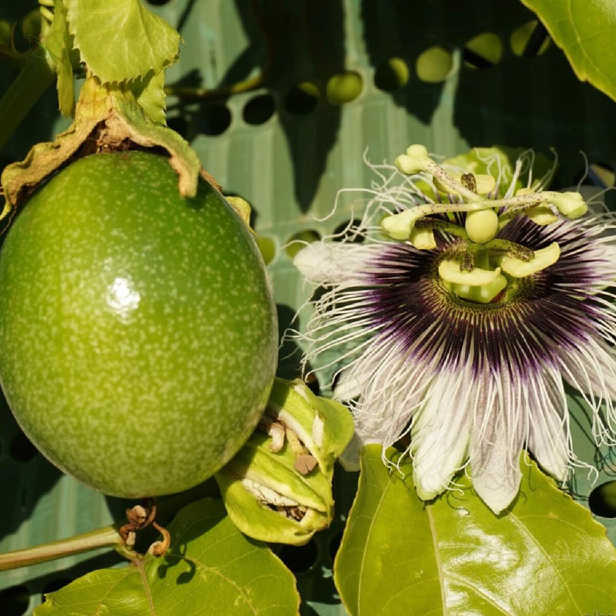 Chá de Maracujá em Pó Passiflora alata Dryander 100g - a partir de R$28 ...