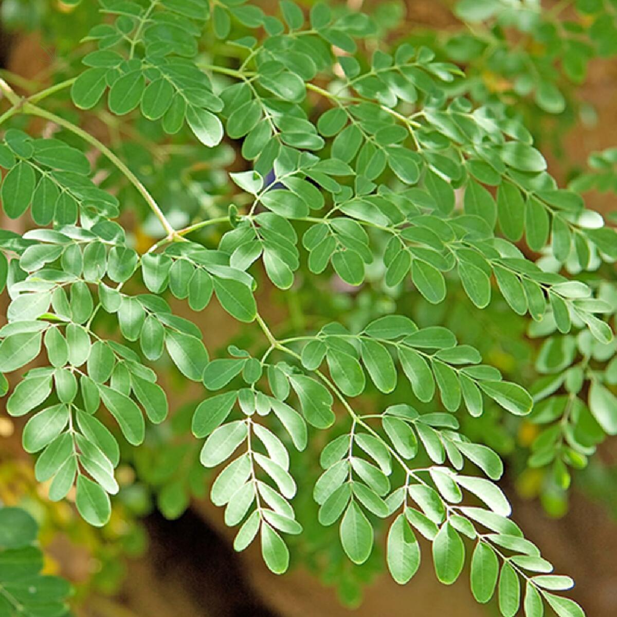 Chá de Moringa em Pó Moringa oleifera 50g