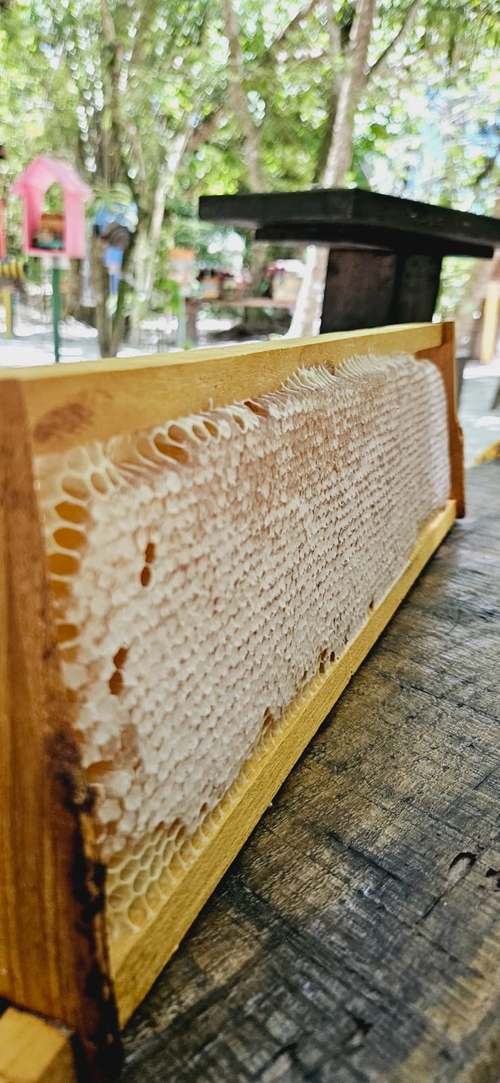 Comprar Favos - Polén Dourado