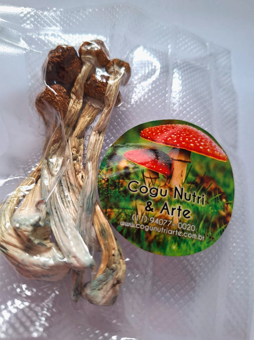 Comprar 2 x 2g (4g ) Cogumelos Mágicos Desidratados - Psilocybe ...