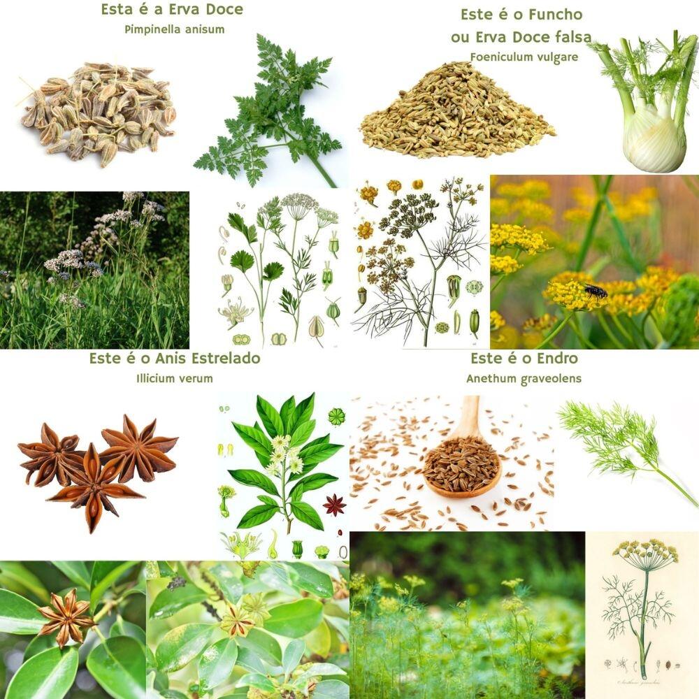 Comprar Kit Erva Doce Funcho Chá Orgânico Campo Verde 30 sachês - A ...