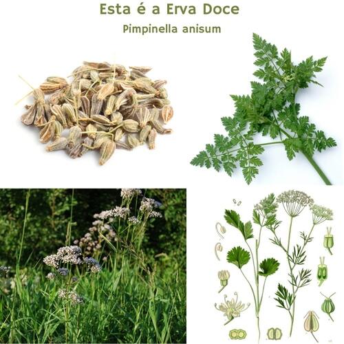 Comprar Kit Erva Doce Funcho Chá Orgânico Campo Verde 30 sachês