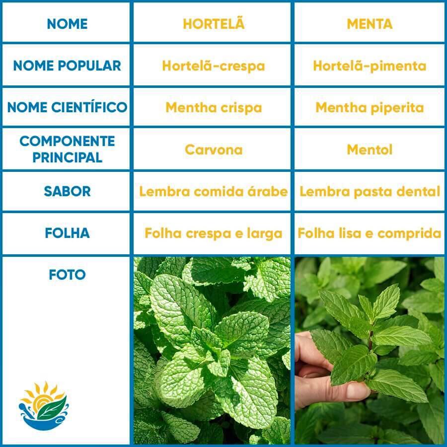 Comprar Kit 3 Melissa erva Orgânico e Certificado 10 sachês por caixa ...
