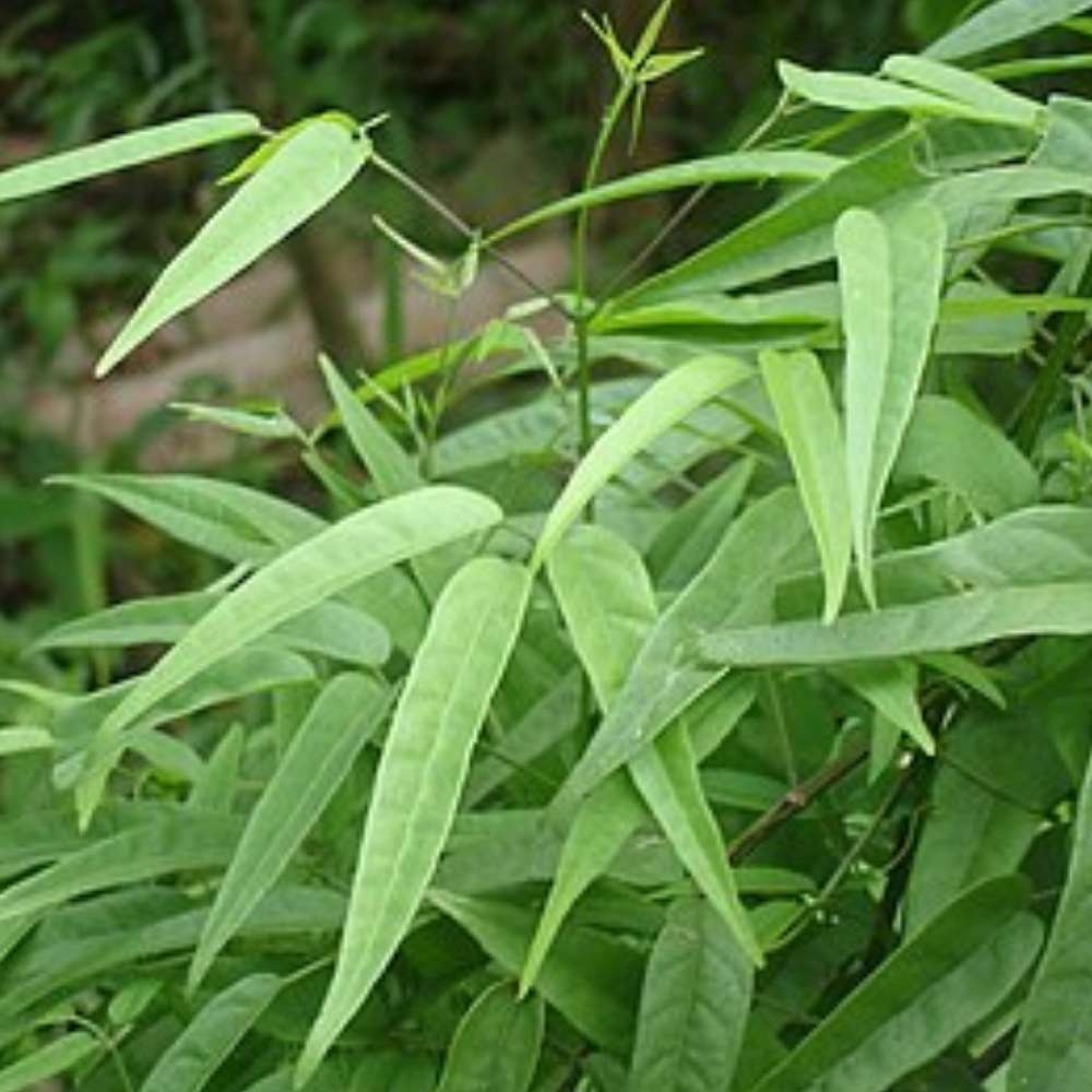 Comprar Crajiru Pariri Orgânico Verdadeiro Arrabidaea C. Kampo 30gr - A Botica Orgânica de ...