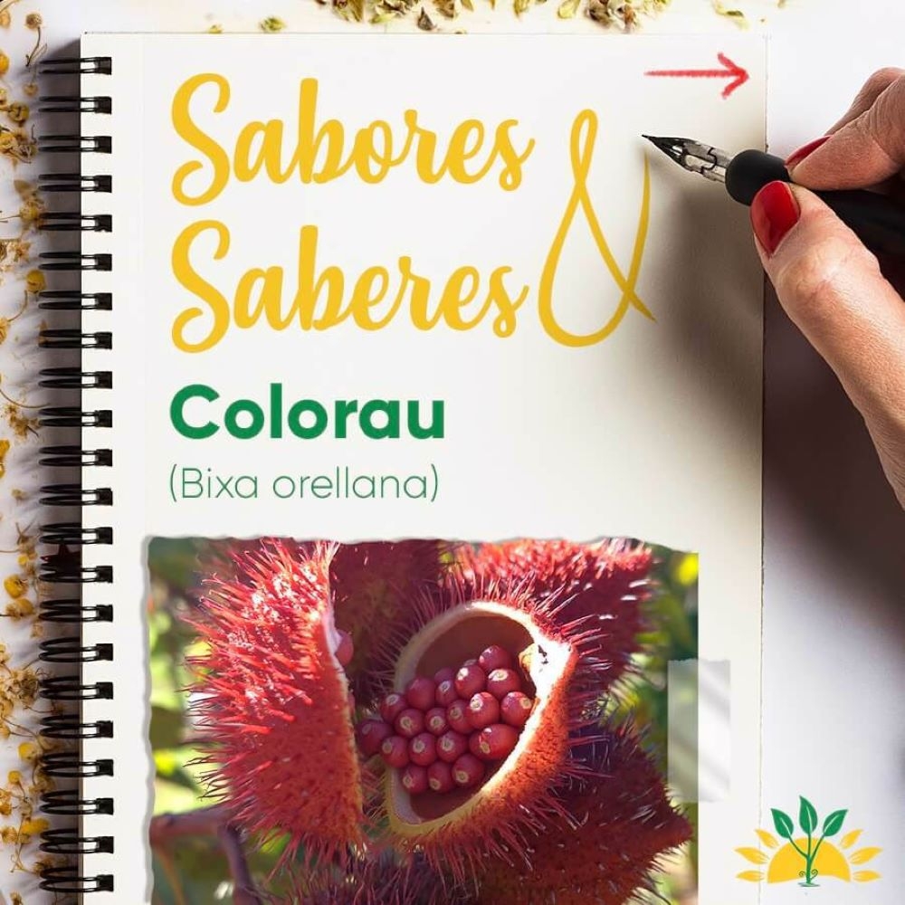 Comprar Kit 6 Colorau Urucum Orgânico pó Colorifício sem amido 70g - A ...