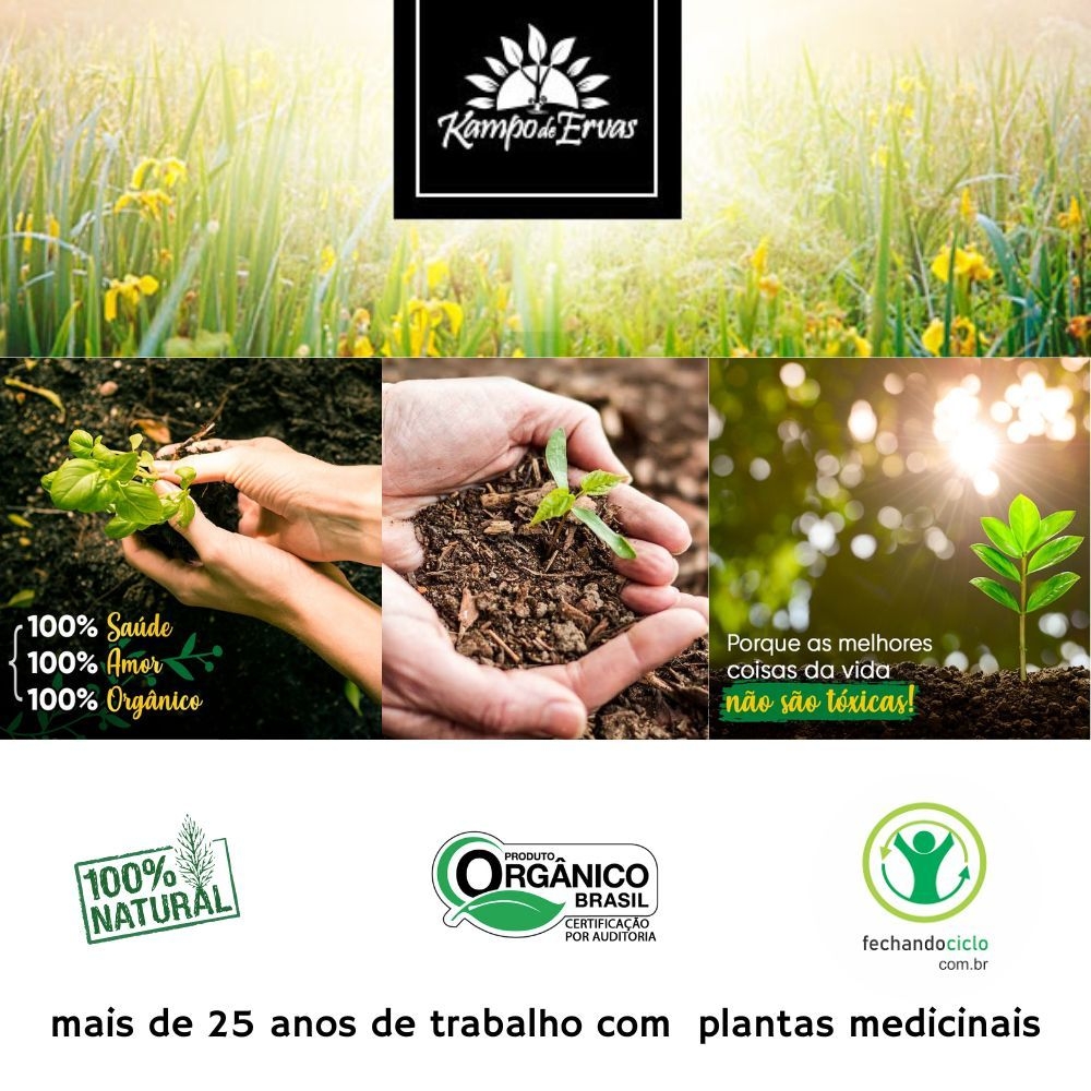 Comprar Kit 6 Gengibre Orgânico Pó Puro da Raíz Tempero 50g Kampo - A ...