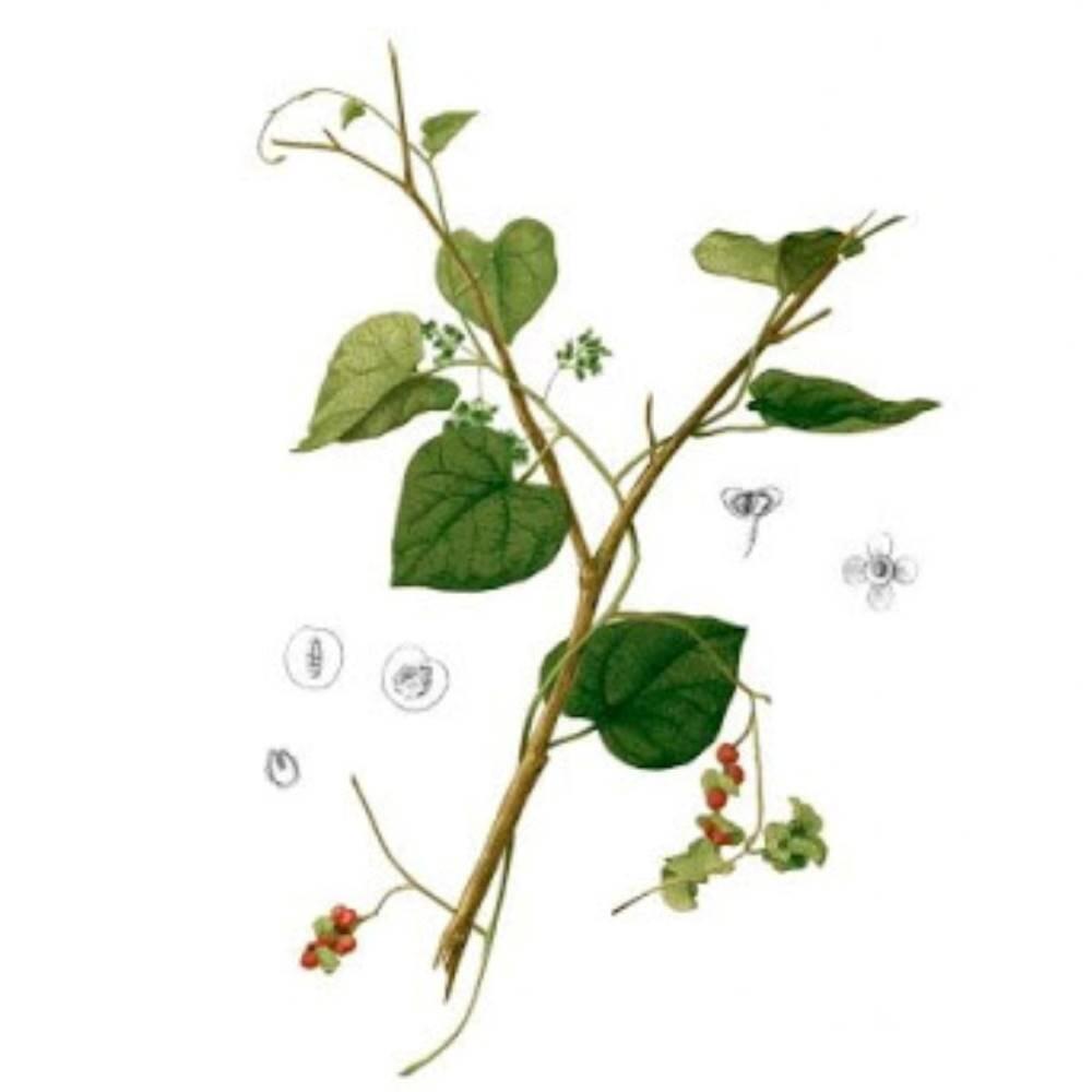 Comprar Caapeba Pariparoba Orgânico Pothomorphe Umbellata Kampo 30g