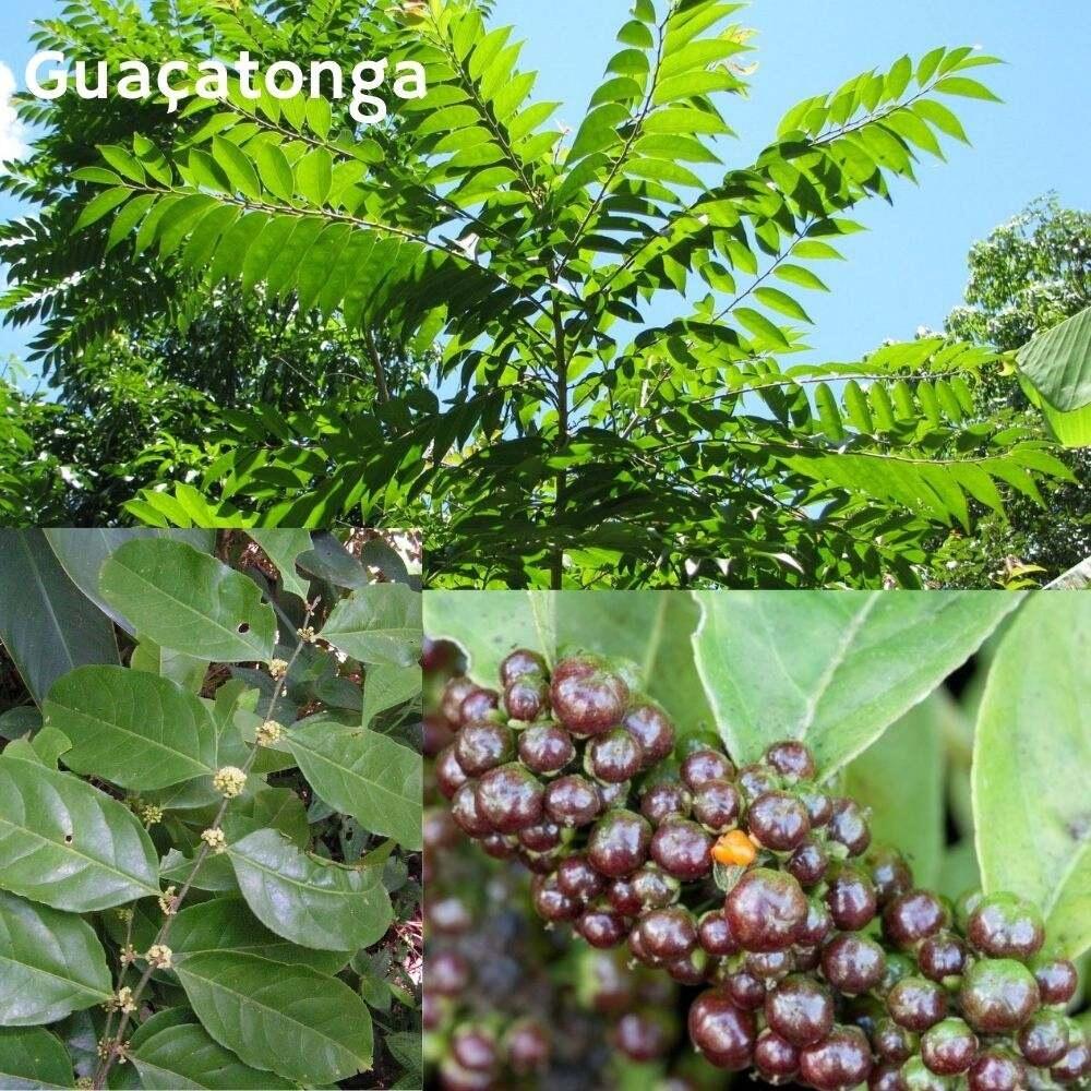 Comprar Kit 3 Guaçatonga ou Erva de Bugre Folha Kampo Ervas 30g cada ...