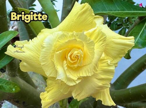 Comprar Rosa do Deserto BRIGITTE - Rangel Adenium
