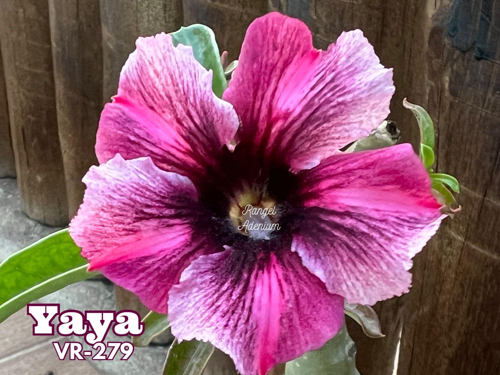 Comprar Rosa do Deserto TIA YAYA VR-279 (EXCLUSIVA) (LANÇAMENTO)