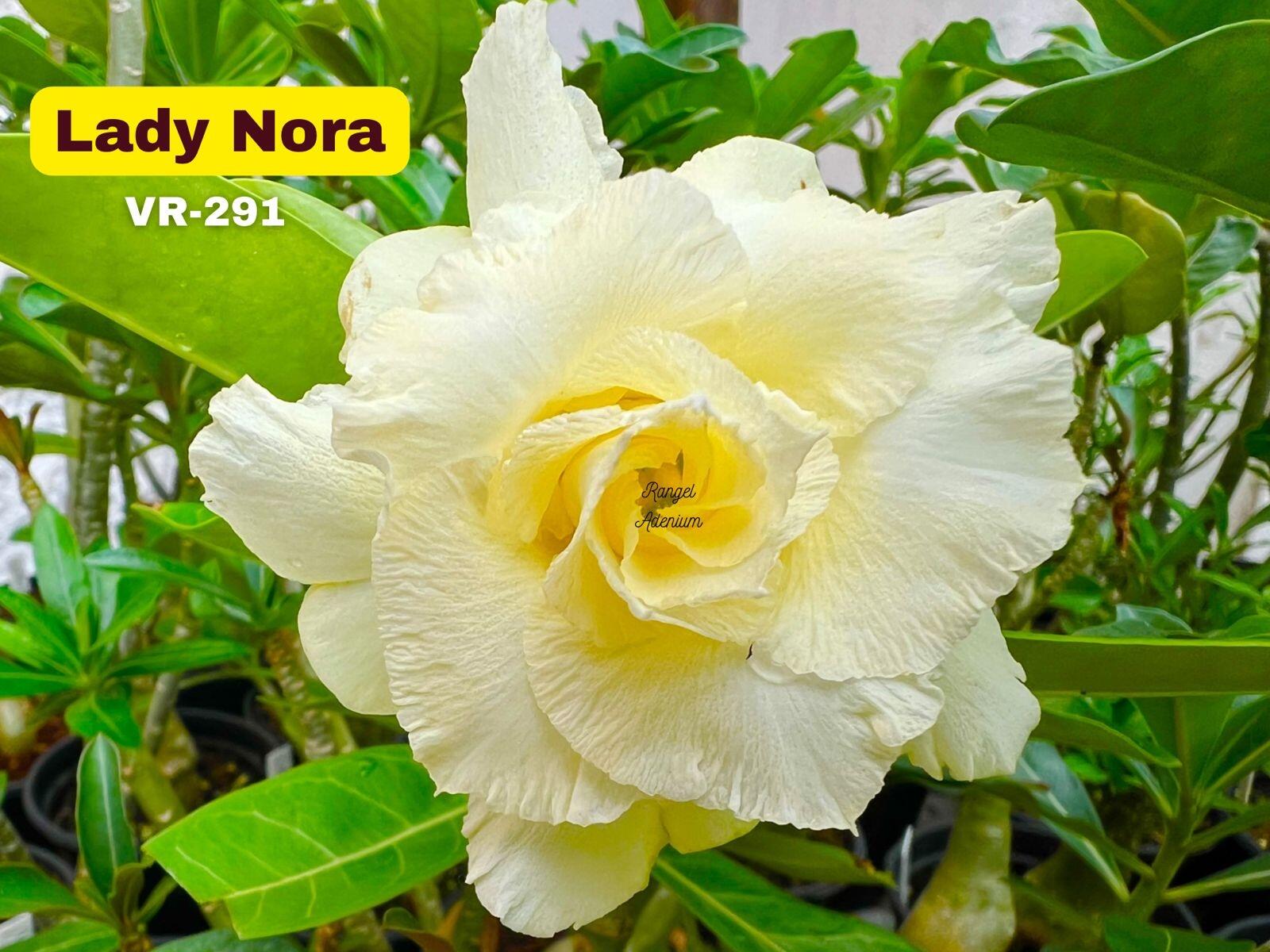 Comprar Rosa do Deserto Lady Nora (VR-291) (EXCLUSIVA) (PERFUMADA ...