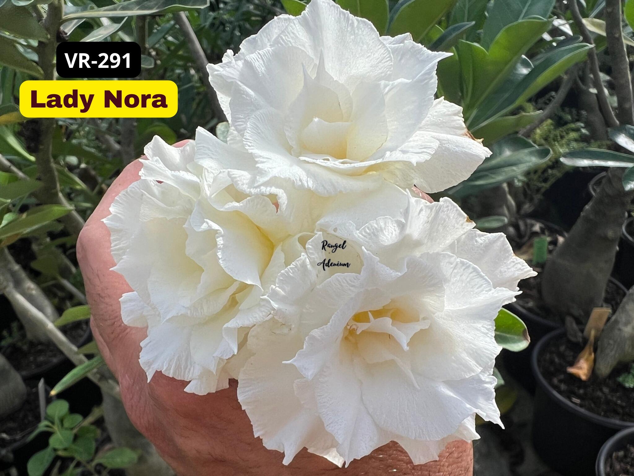 Comprar Rosa do Deserto Lady Nora (VR-291) (EXCLUSIVA) (PERFUMADA ...