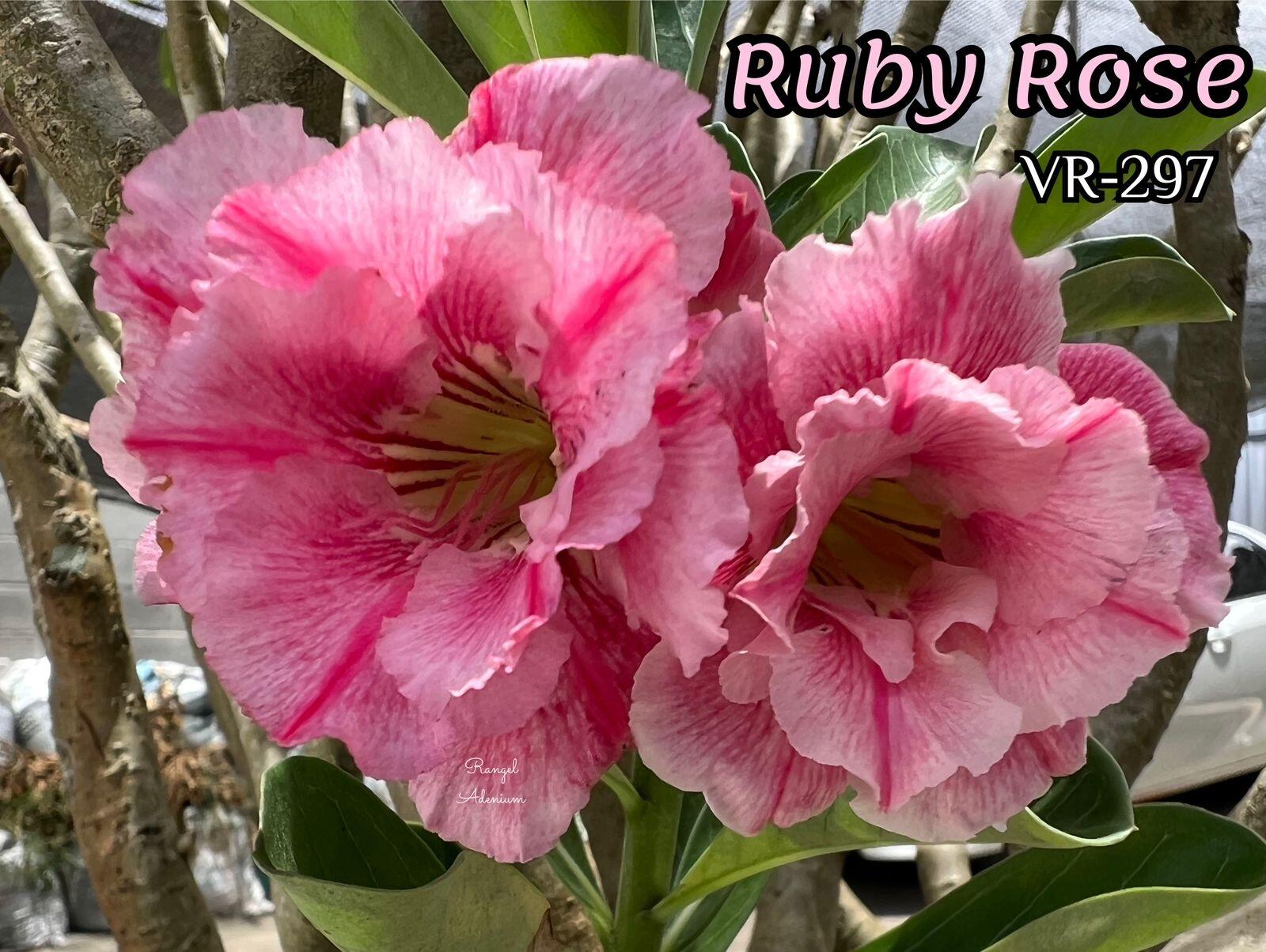 Comprar Rosa do Deserto Ruby Rose VR-297 (EXCLUSIVA) (LANÇAMENTO) - a ...