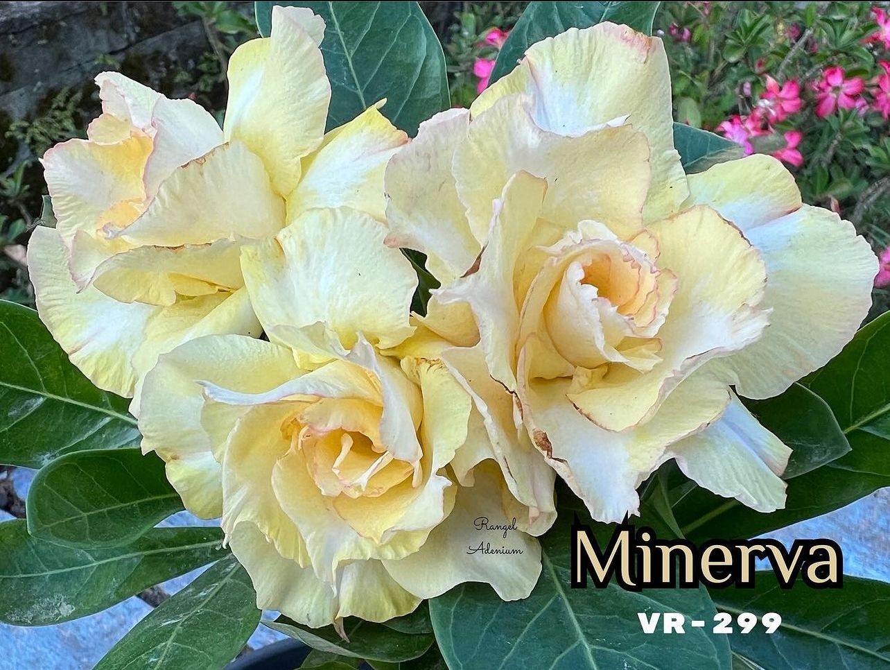 Comprar Rosa do Deserto Minerva VR-299 (EXCLUSIVA) (LANÇAMENTO ...