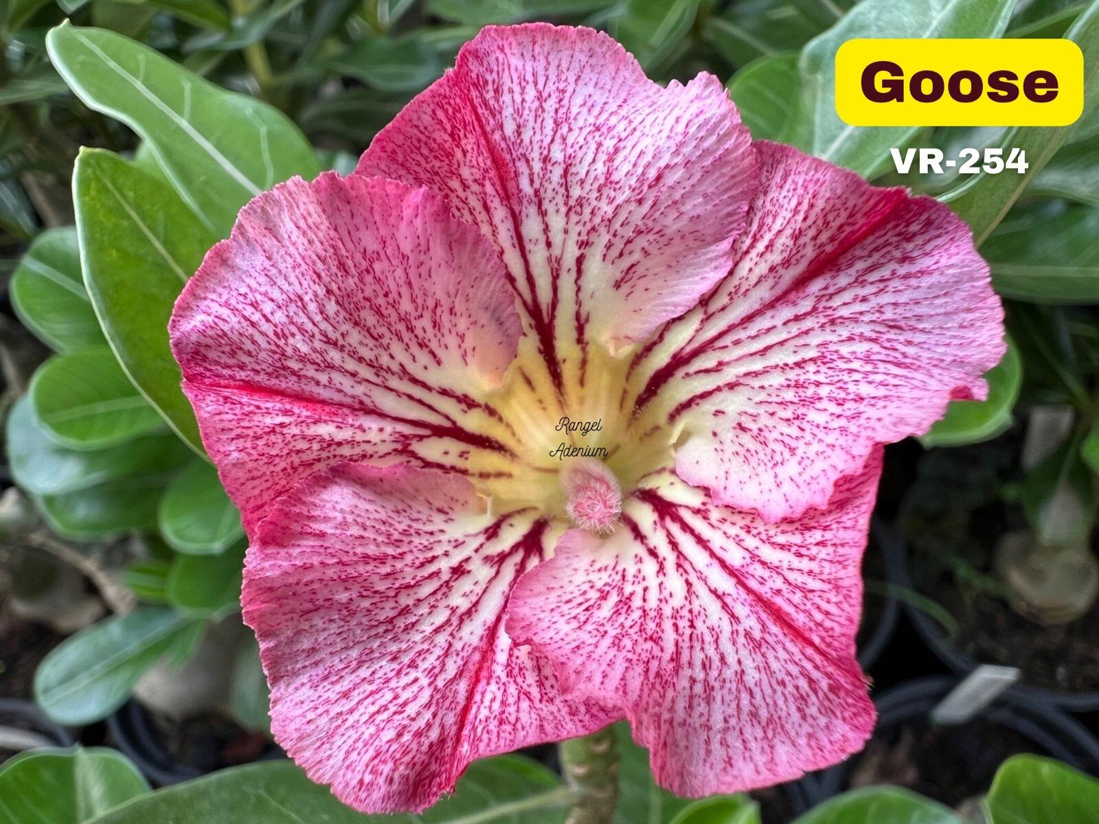 Comprar Rosa do Deserto Goose VR-254 (EXCLUSIVA) (LANÇAMENTO) - a ...