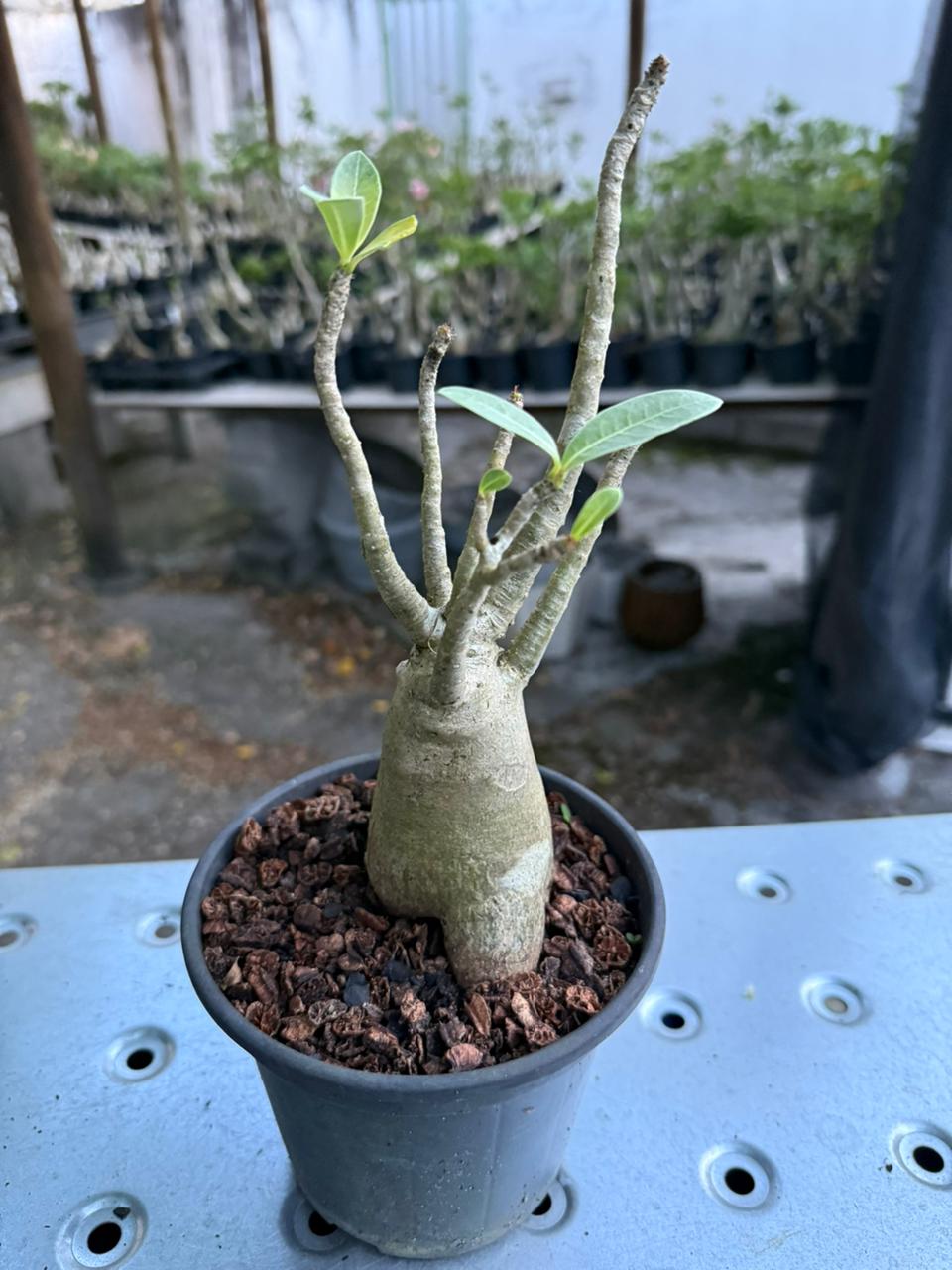 Comprar Rosa do Deserto Arabicum 12 - a partir de R$81,00