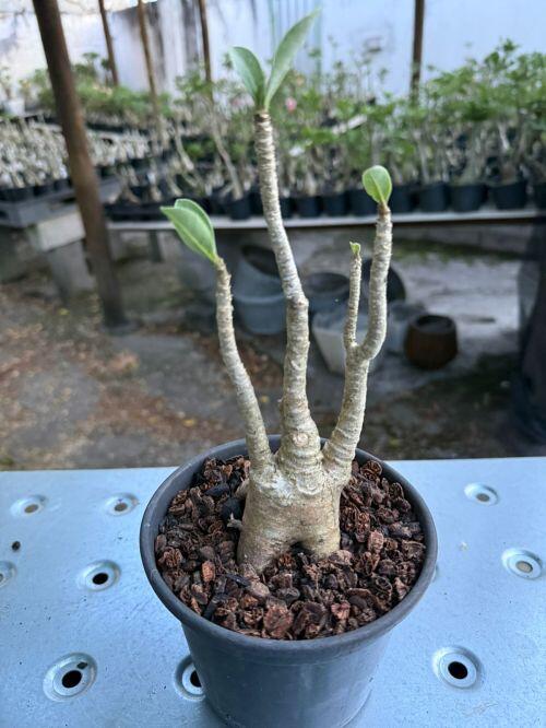 Comprar Plantas Arabicum