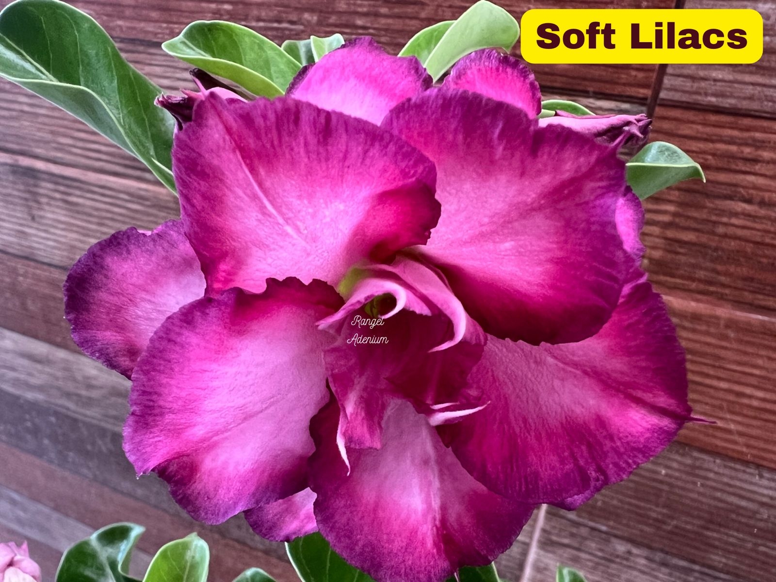 Comprar Rosa do Deserto Soft Lilacs - a partir de R$30,00 - Rangel Adenium