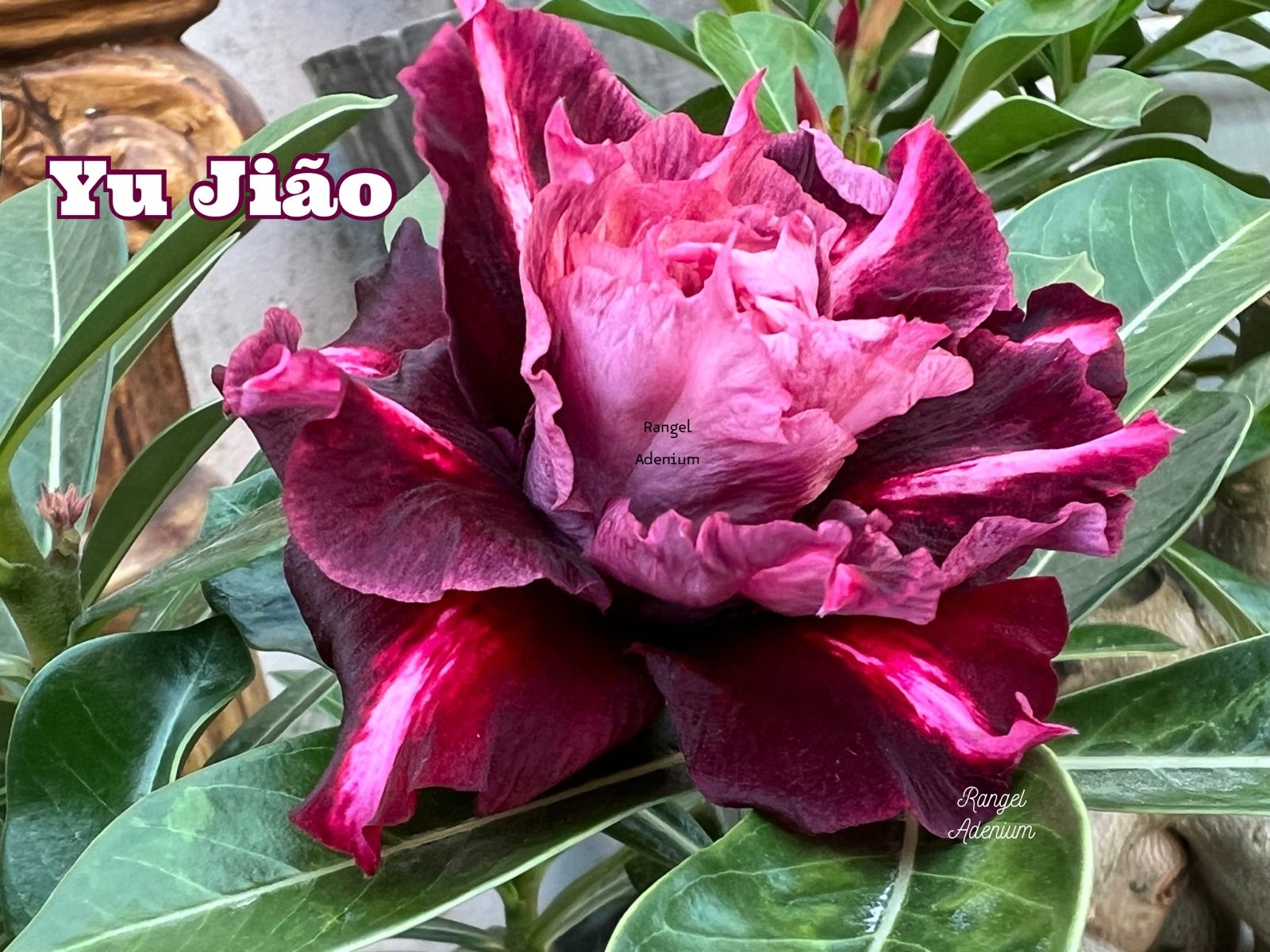 Comprar Rosa do Deserto YU JIAO - Rangel Adenium