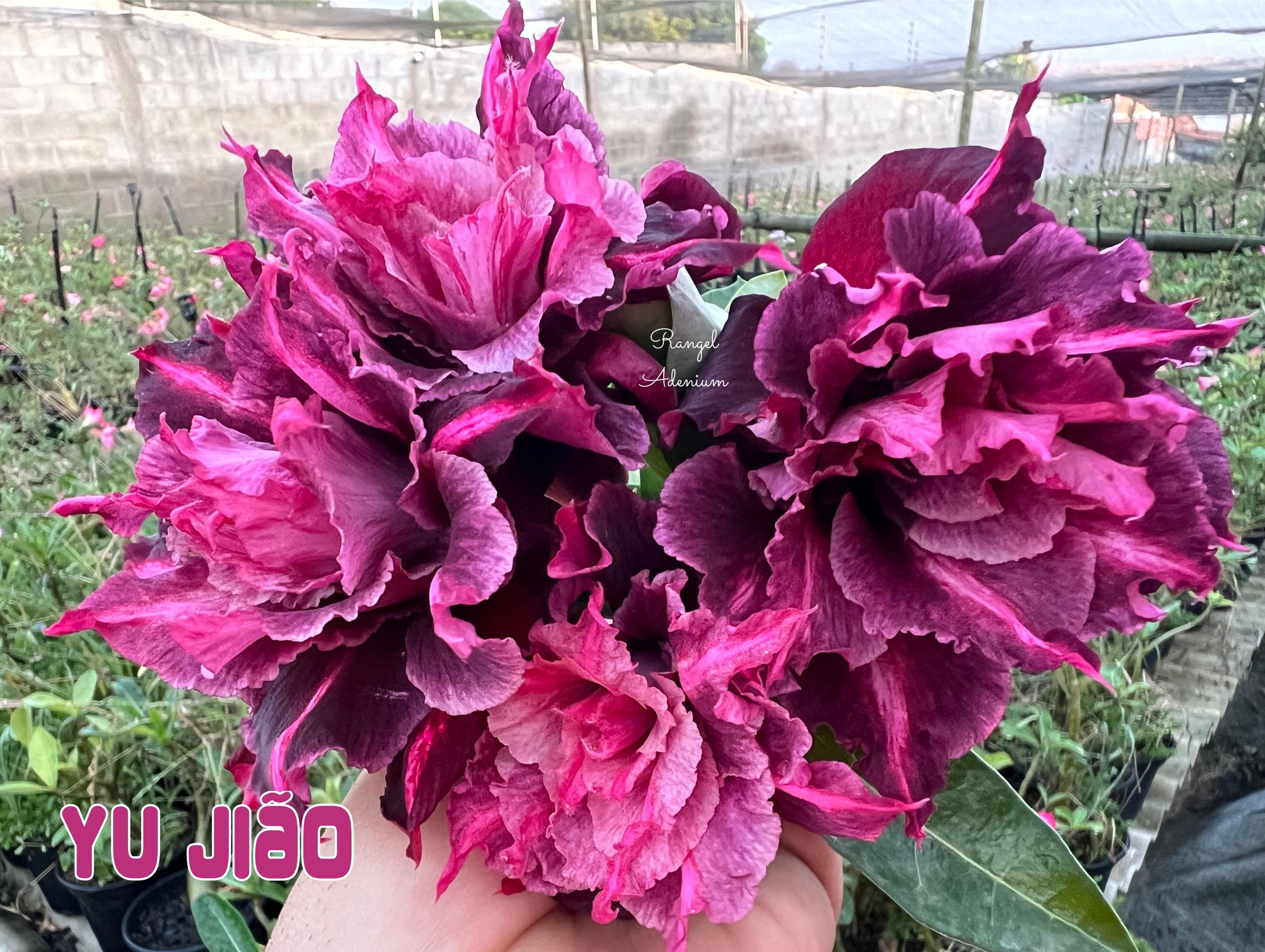 Comprar Rosa do Deserto YU JIAO - Rangel Adenium