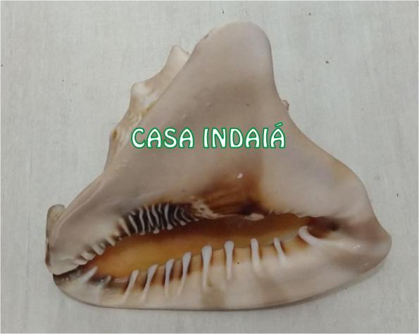 Concha Roxa