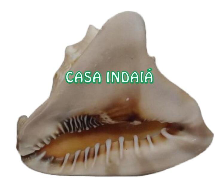 Comprar Concha Pirâmide / Boca Roxa - R$45,00