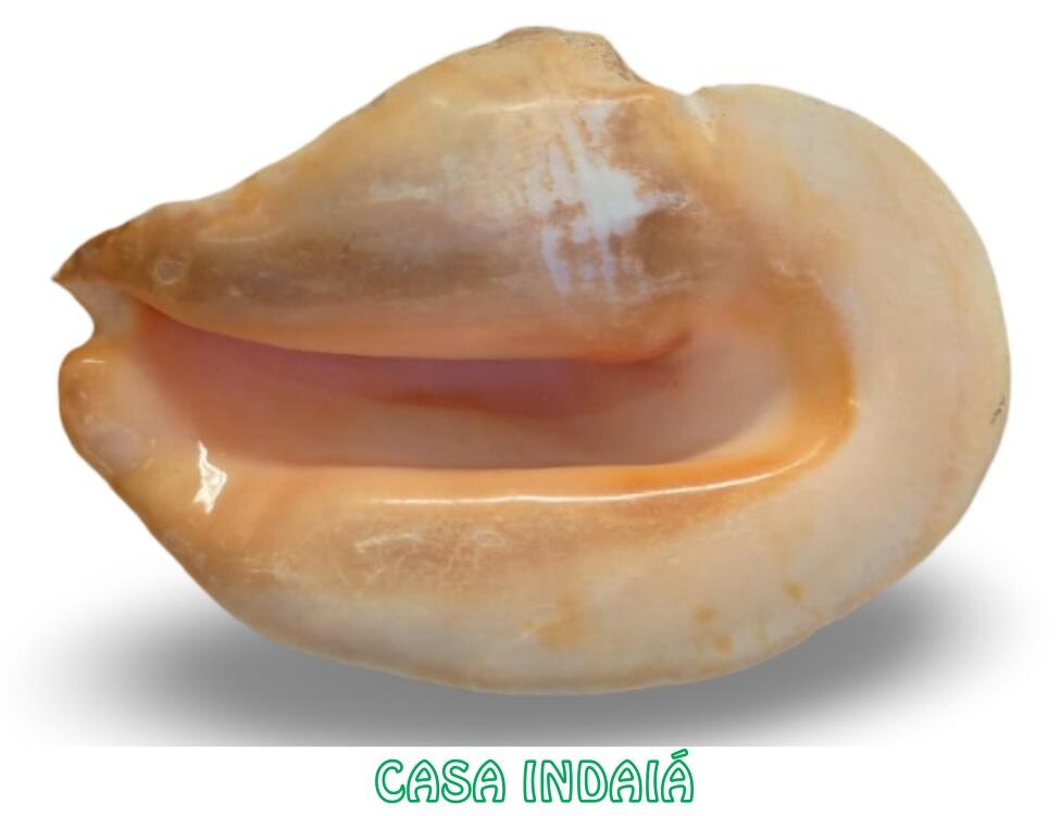 Comprar Concha Orelha de Elefante (mod. 08) - R$189,00