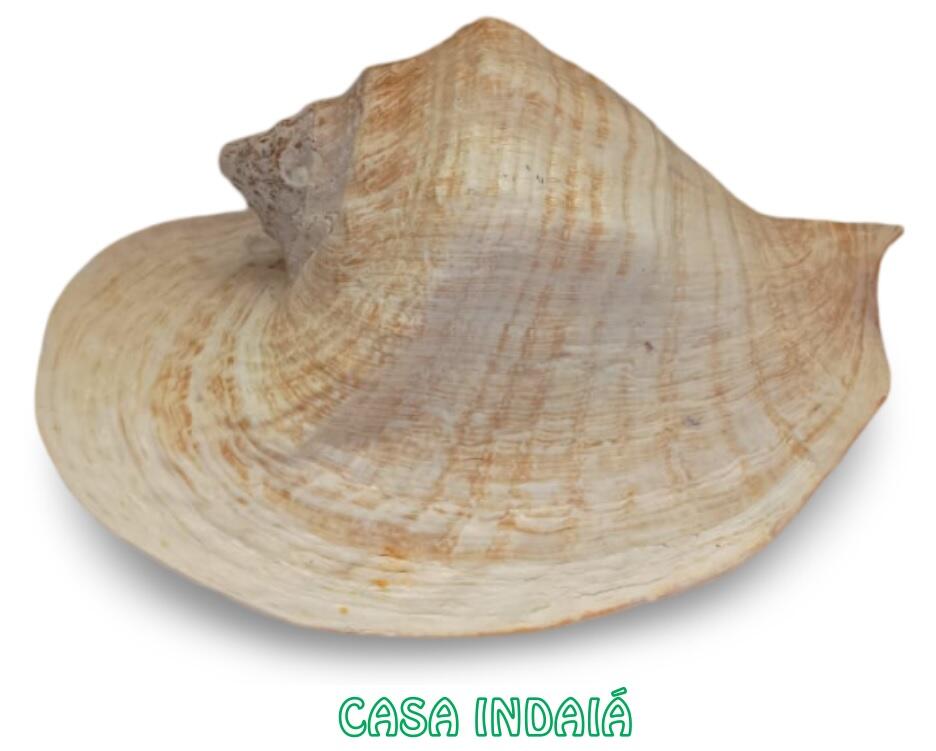 Comprar Concha Orelha de Elefante (mod. 08) - R$189,00