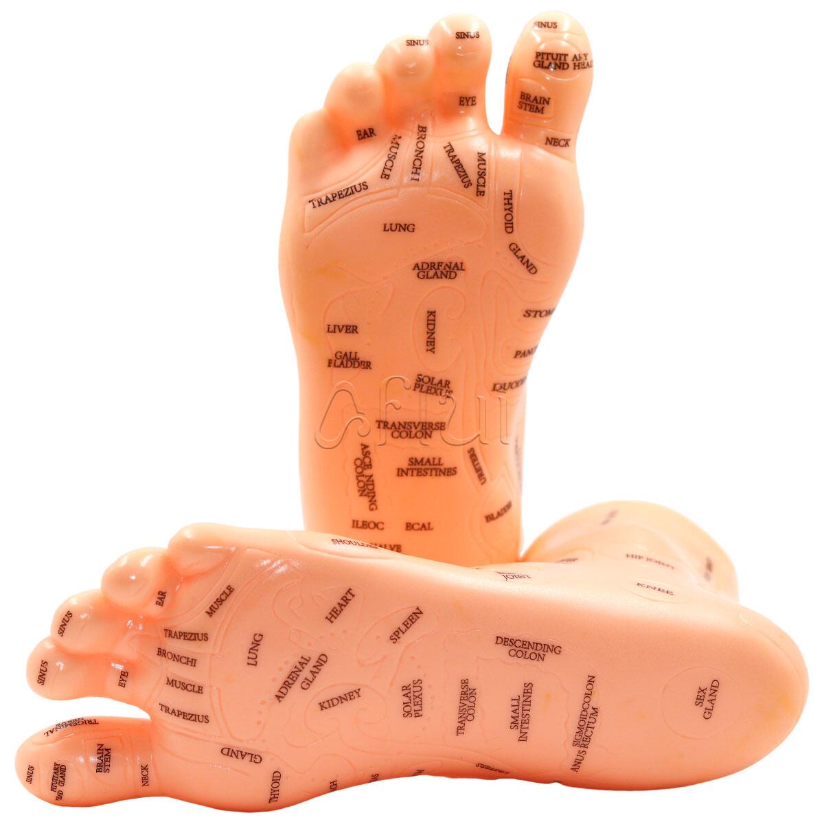 Modelo dos Pés Reflexologia Podal 19 cm - a partir de R$232,70