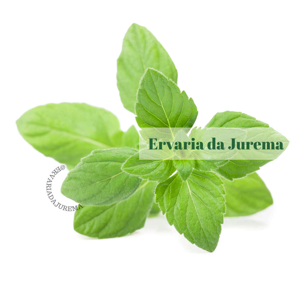 Poejo SECOS para Chás e Banhos