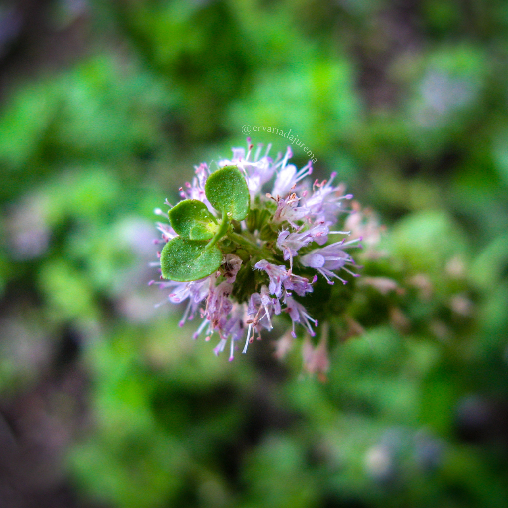 Comprar Poejo SECOS para Chás e Banhos - R$6,00 - Ervaria da Jurema