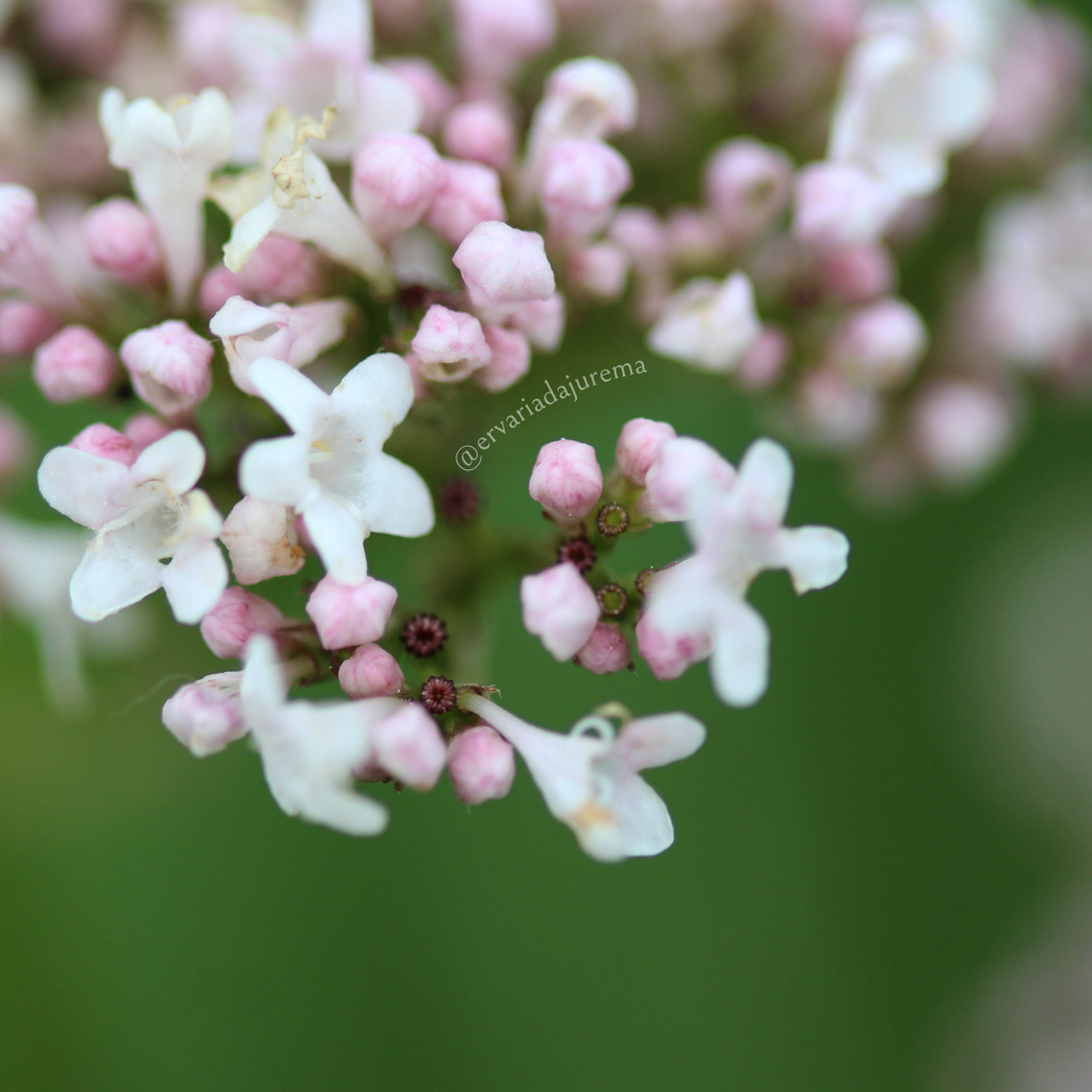 Comprar Valeriana SECAS para Chás ou Banhos - R$9,00