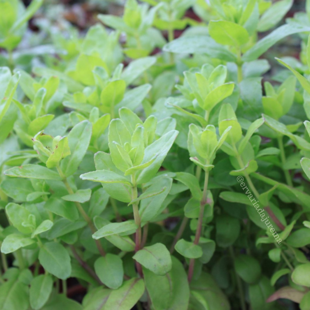 Comprar Macassá / Catinga de Mulata SECOS para Banhos e usos Ritualísticos - Ervaria da Jurema