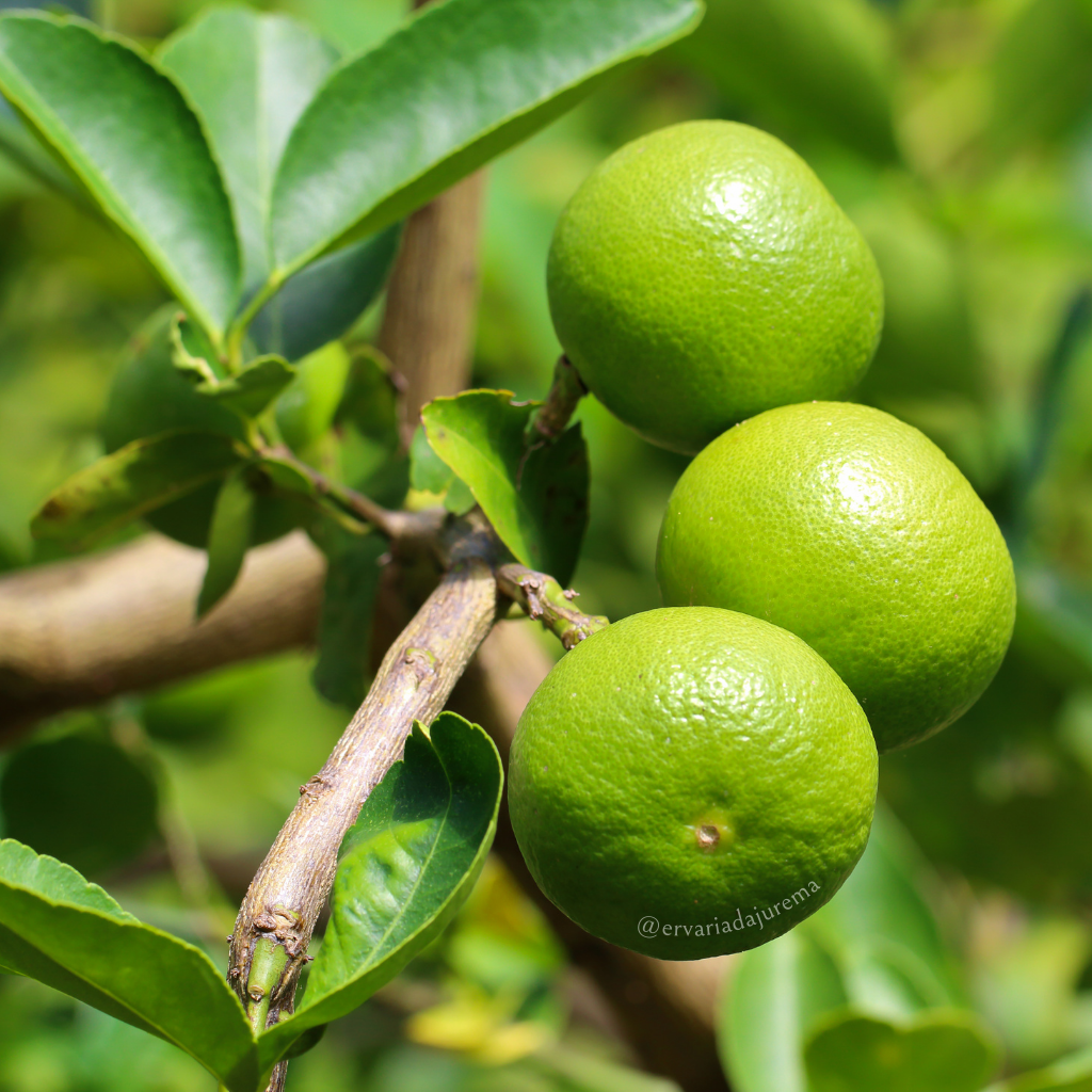 Comprar Folhas de Limão SECAS para Chás ou Banhos - Ervaria da Jurema